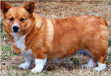 Arkansas Corgis - Cinderella Female Pembroke Welsh Corgi