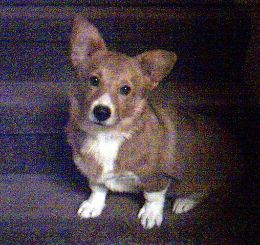 Arkansas Corgis - Cinderella Female Pembroke Welsh Corgi
