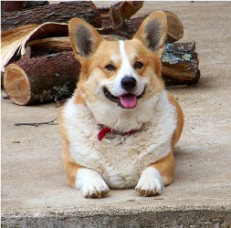 Arkansas Corgis - Prince Charming Male Pembroke Welsh Corgi
