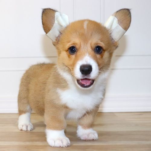 AVAILABLE TO WAITLIST: Red Girl Born 6/12/25 : Arkansas Corgis ...