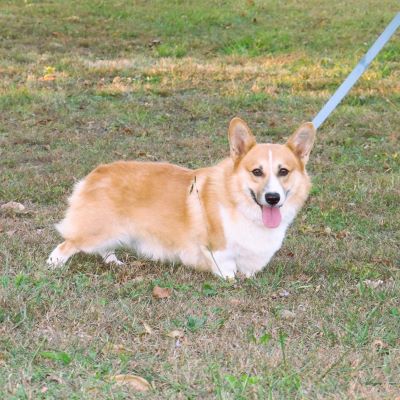 Adult Pembroke Welsh Corgis - Randall's Pembroke Welsh Corgis ...