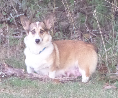 Adult Pembroke Welsh Corgis - Randall's Pembroke Welsh Corgis ...